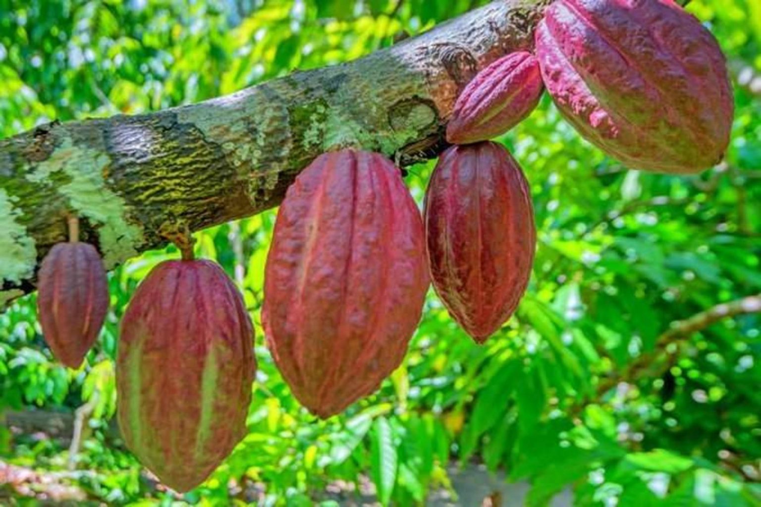 How to start cocoa exporting business in Nigeria and get international ...